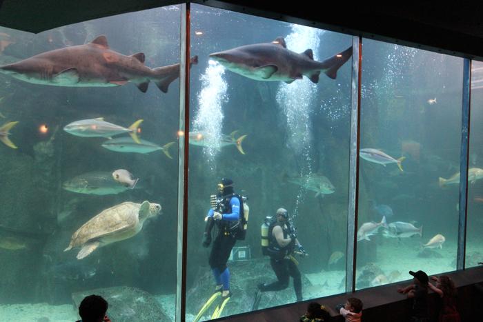 Two Oceans Aquarium